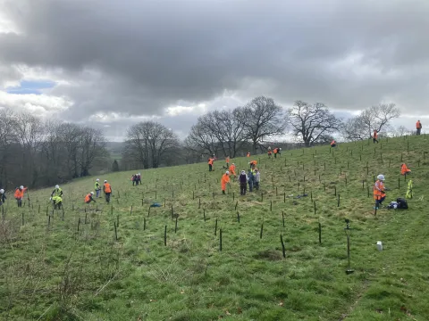 Volunteers plant hundreds of trees at Devon quarry